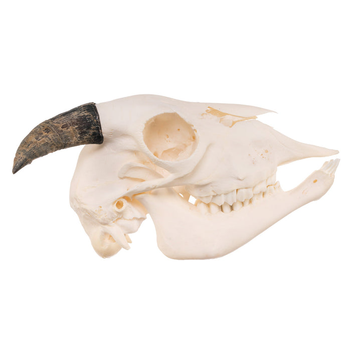 Domestic Goat Skull