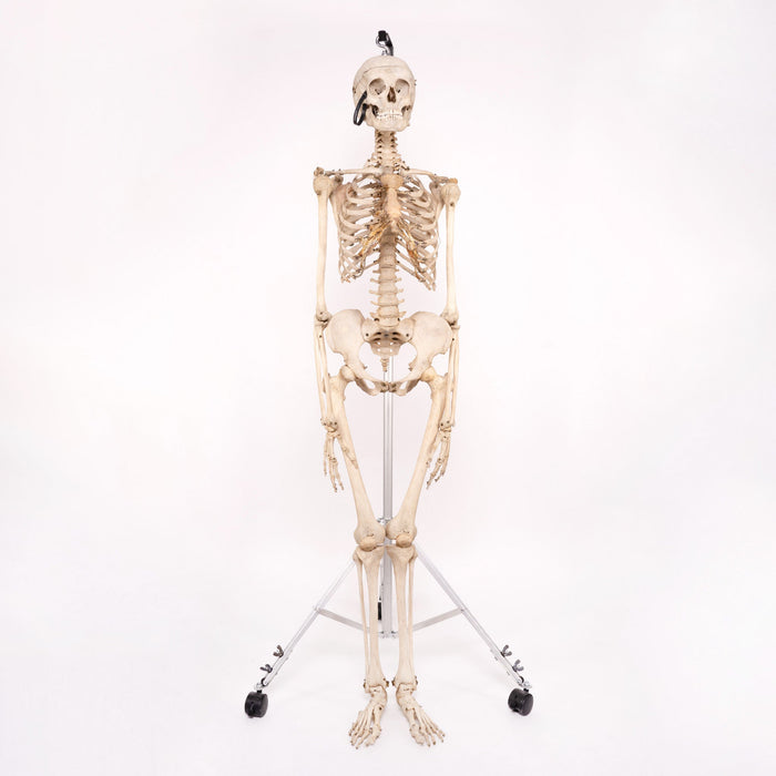 Articulated Human Skeleton
