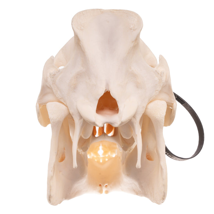 Boar Skull Front