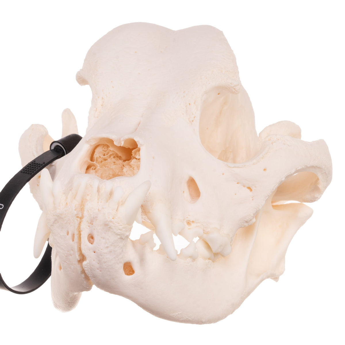 Real Mastiff Skull For Sale — Skulls Unlimited International, Inc.