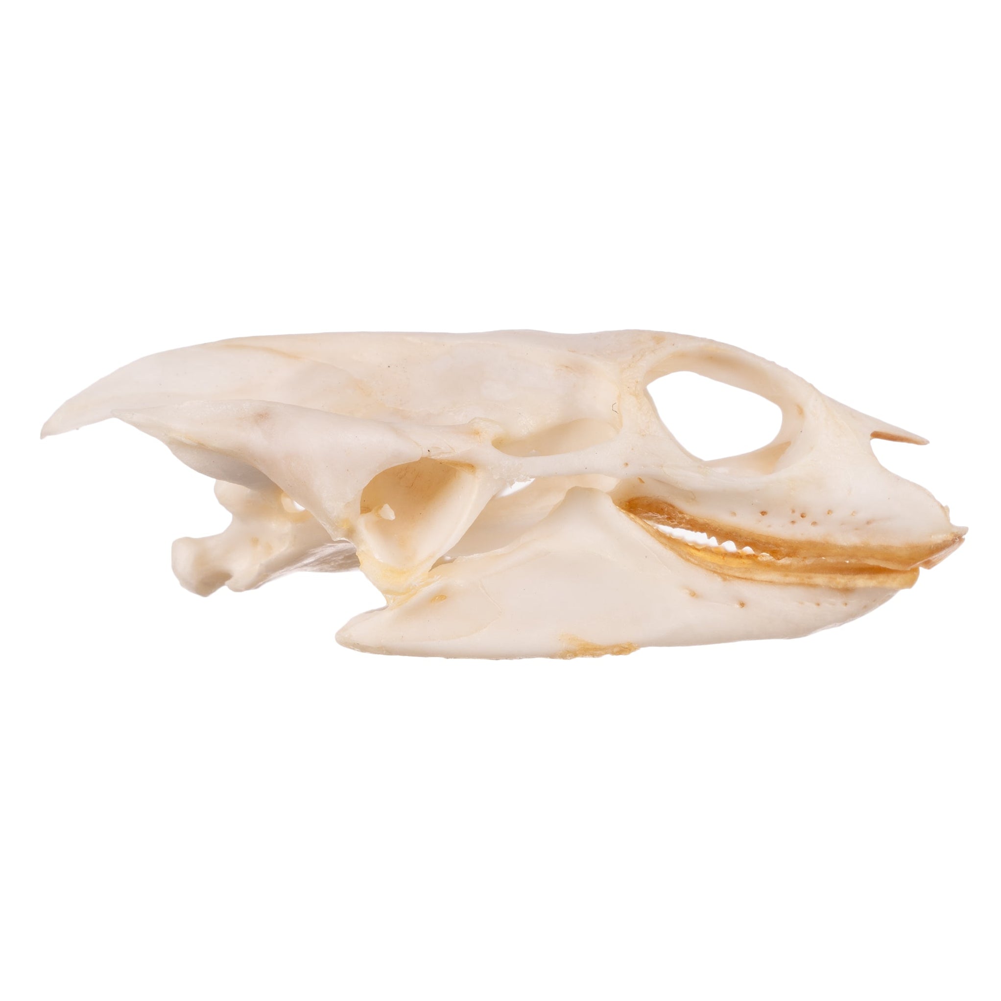 Real Softshell Turtle Skull — Skulls Unlimited International, Inc.
