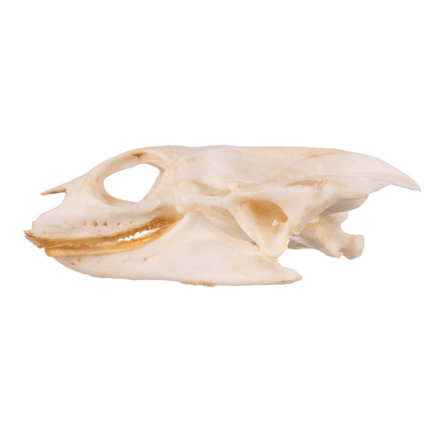 Real Softshell Turtle Skull — Skulls Unlimited International, Inc.