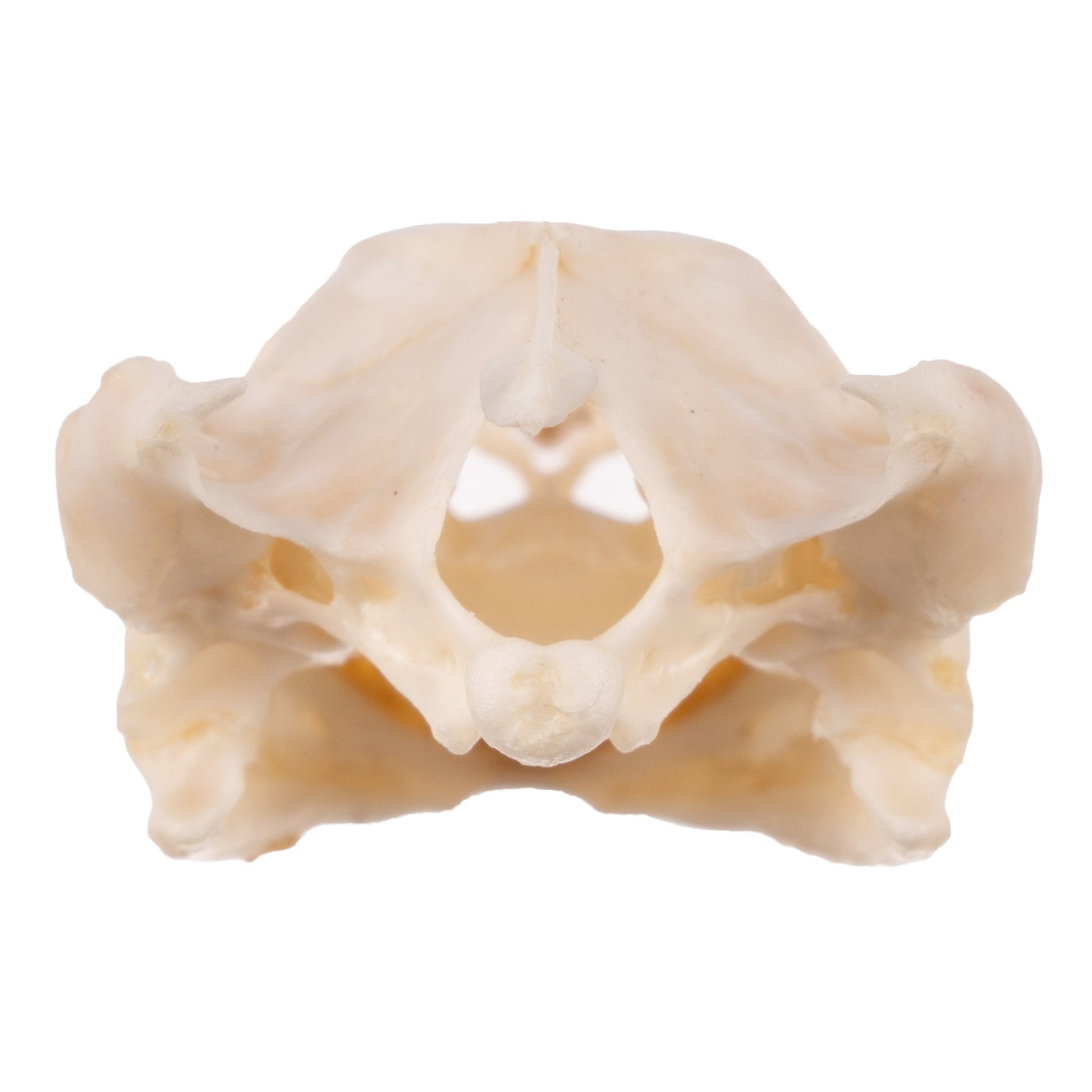 Real Softshell Turtle Skull — Skulls Unlimited International, Inc.