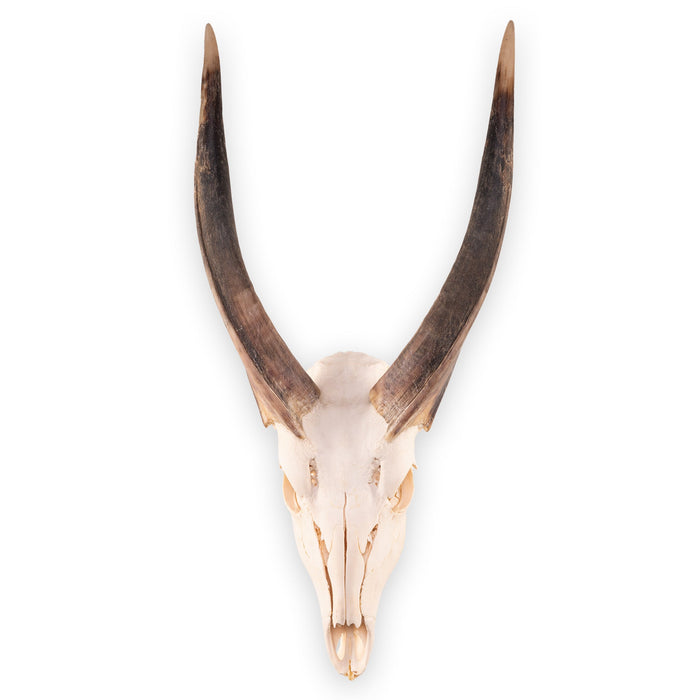 Bongo Antelope Horns