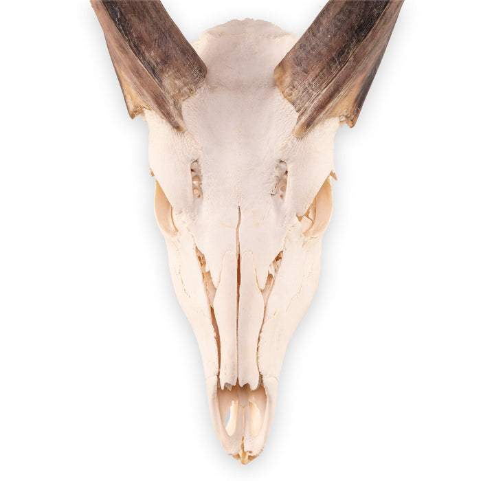 Bongo Antelope Horns