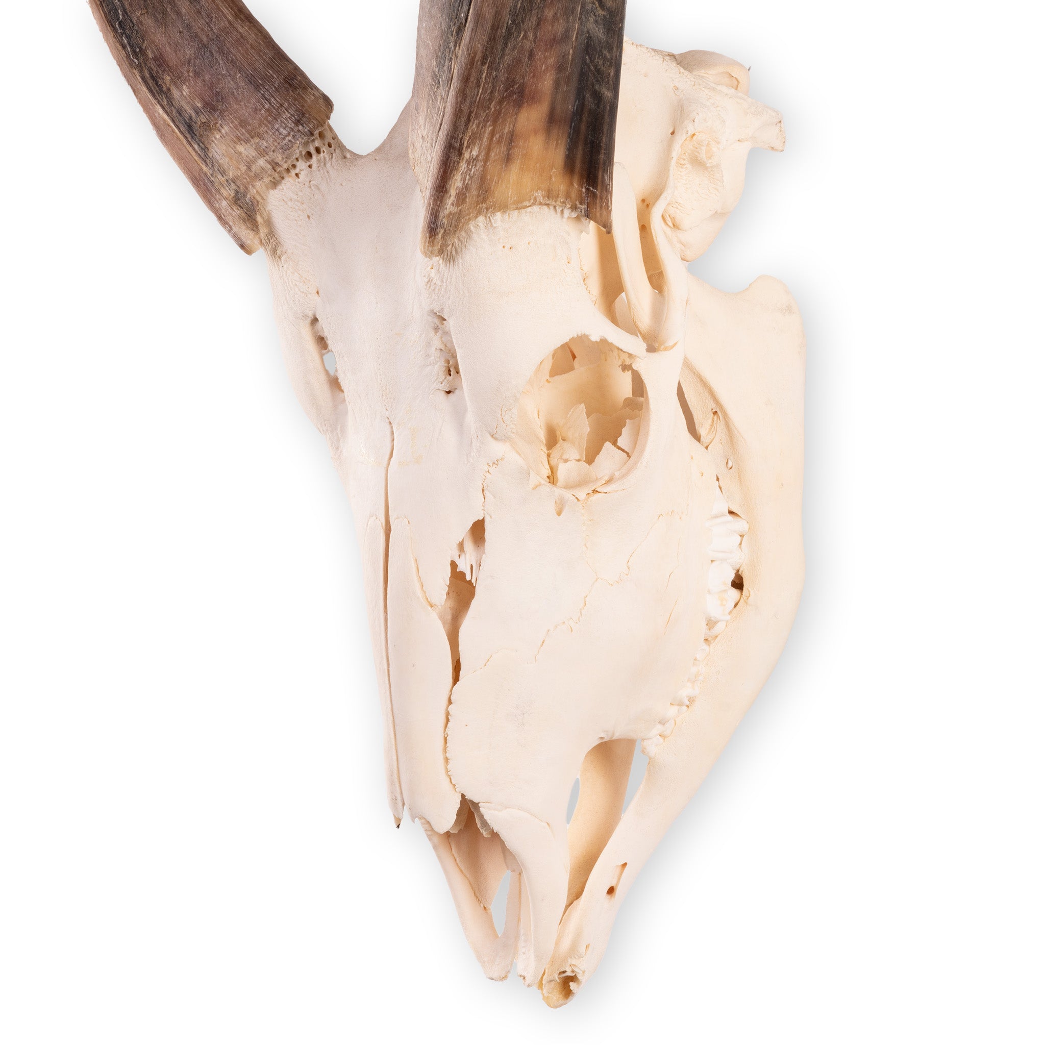 Bongo Skull Earphones