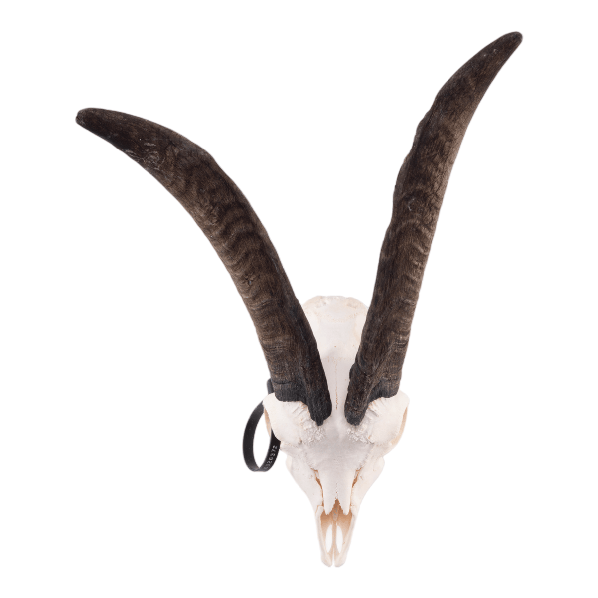 Real Domestic Goat Skull For Sale — Skulls Unlimited International, Inc.