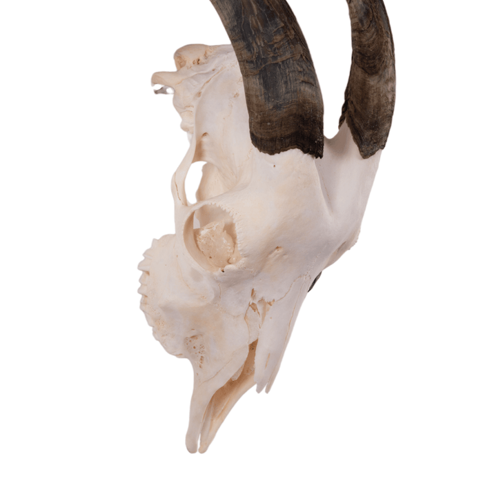Domestic Goat Skull