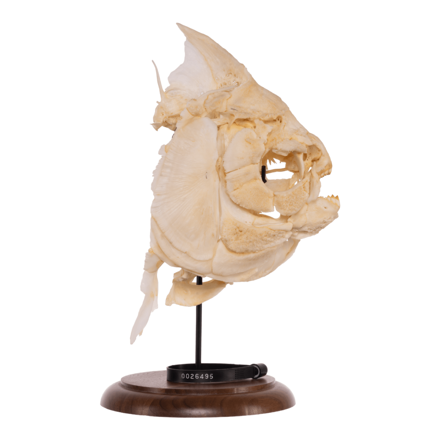 Real Pacu Skull With Stand For Sale — Skulls Unlimited International, Inc.