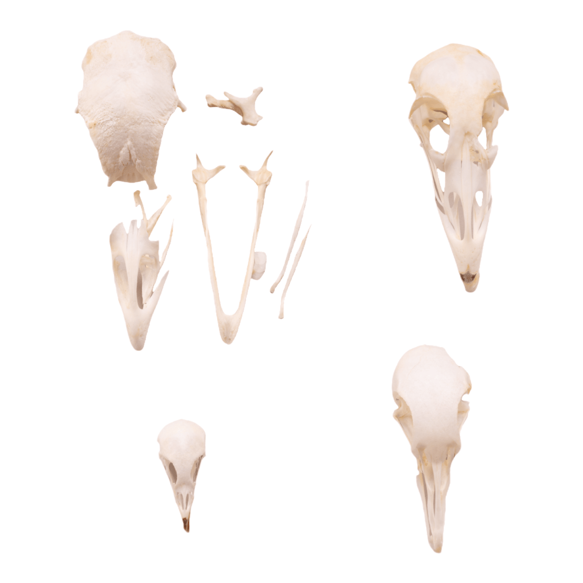 Real Bag-O-Bird Skulls For Sale — Skulls Unlimited International, Inc.