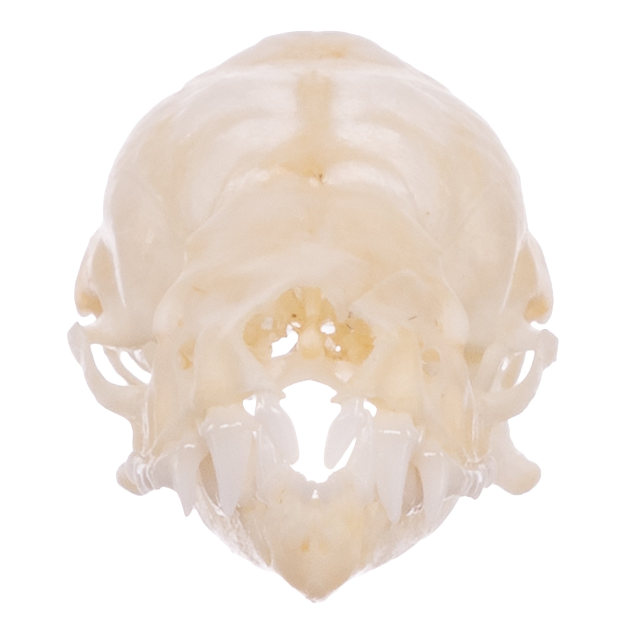 Real Mexican Free-tailed Bat Skull For Sale — Skulls Unlimited ...