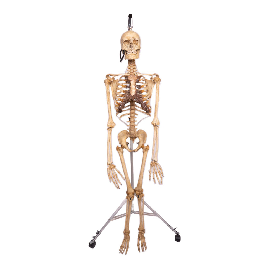 Real Human Skeleton Full Body