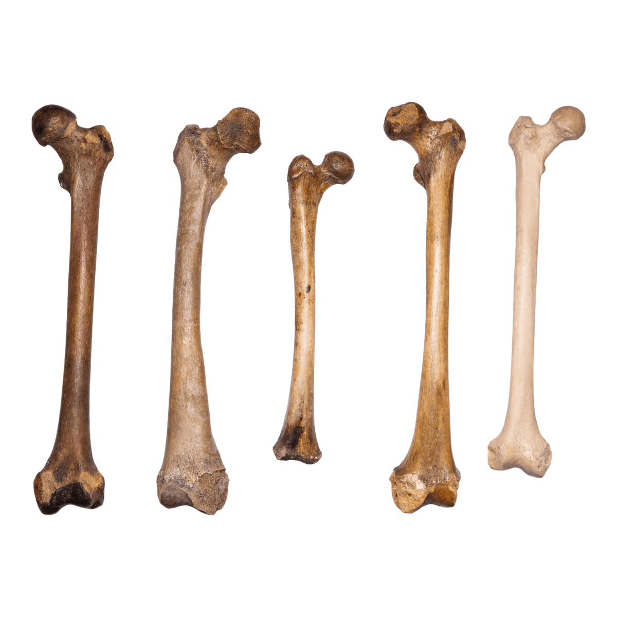 Deer Femur Vs Human Femur