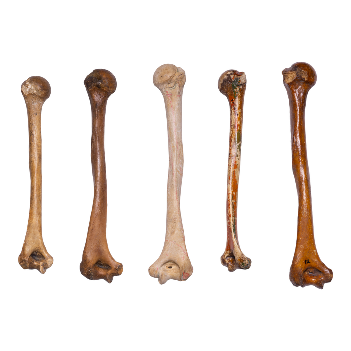 Real Human Humerus - Antique — Skulls Unlimited International, Inc.