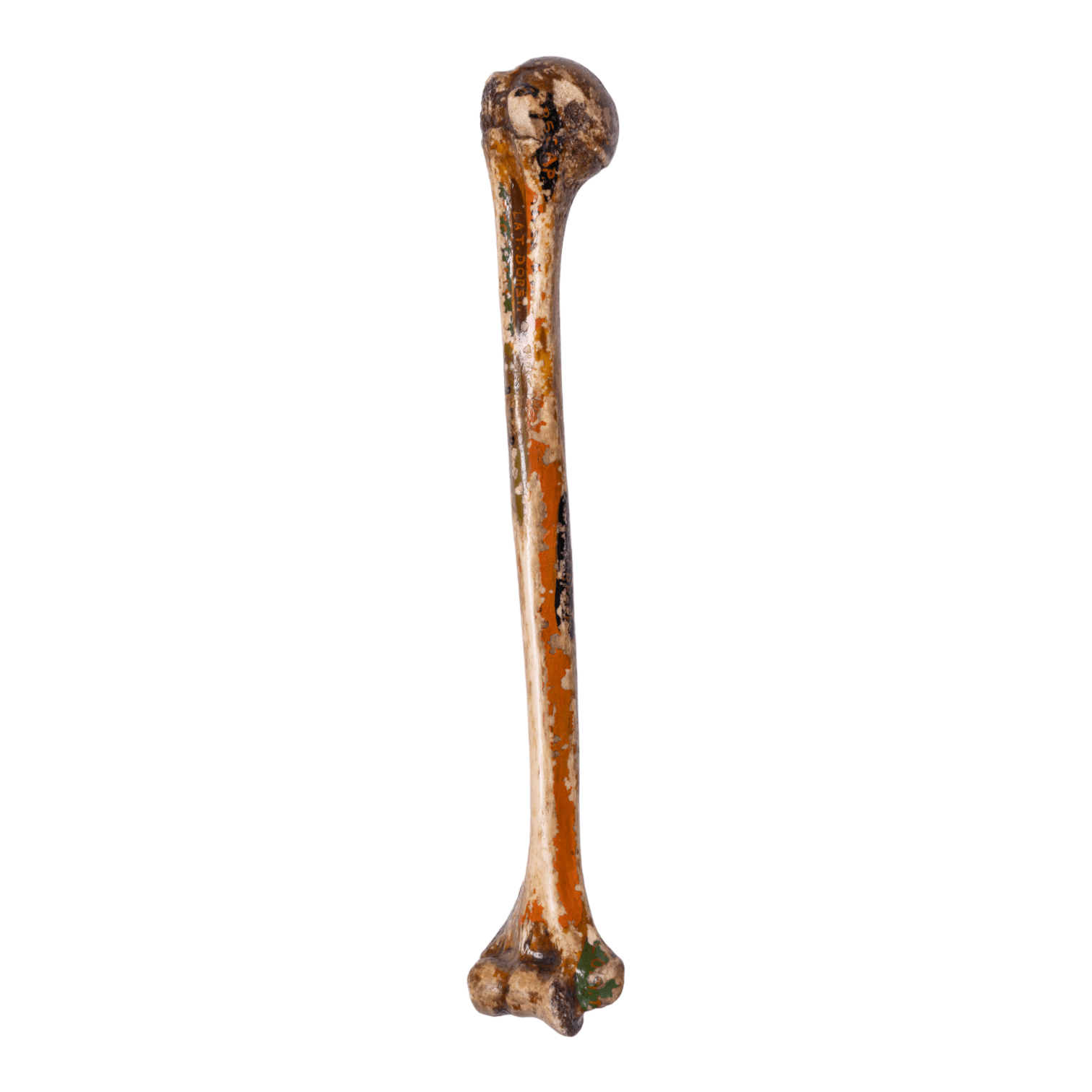 Real Human Humerus - Antique — Skulls Unlimited International, Inc.