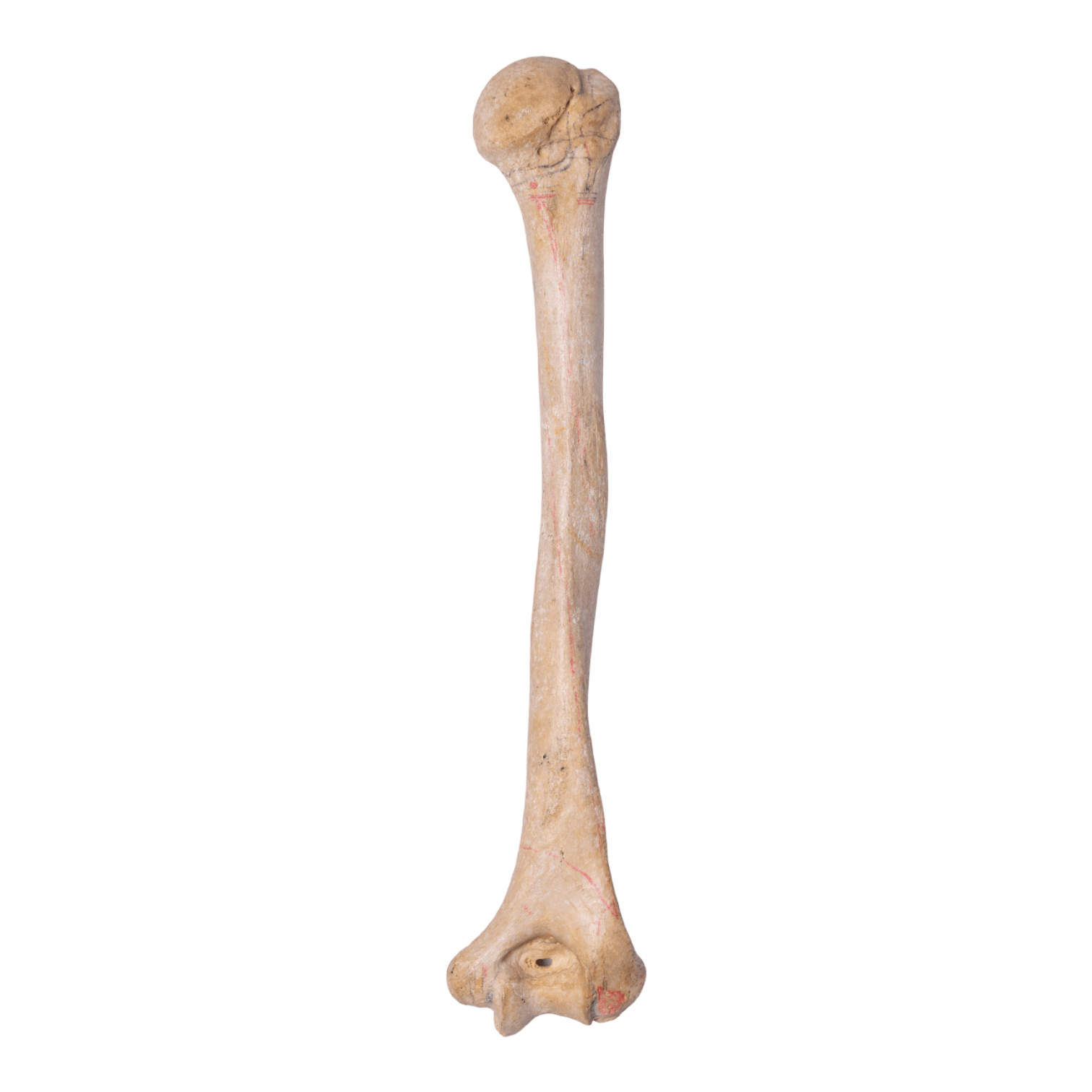 Real Human Humerus - Antique — Skulls Unlimited International, Inc.