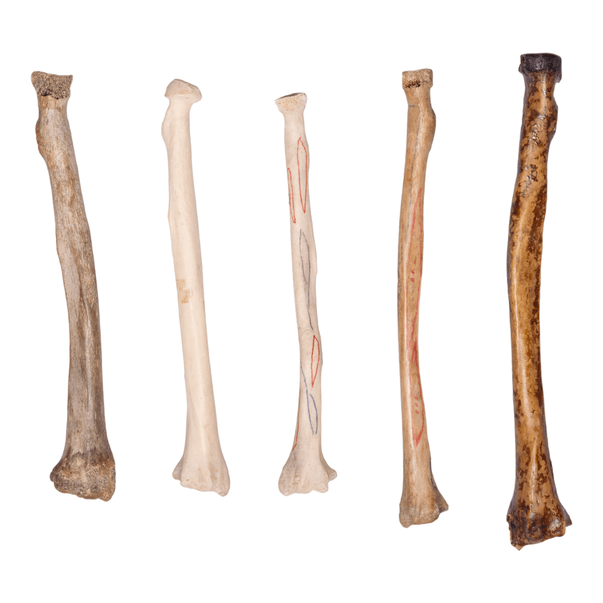 Real Antique Human Radius For Sale — Skulls Unlimited International, Inc.