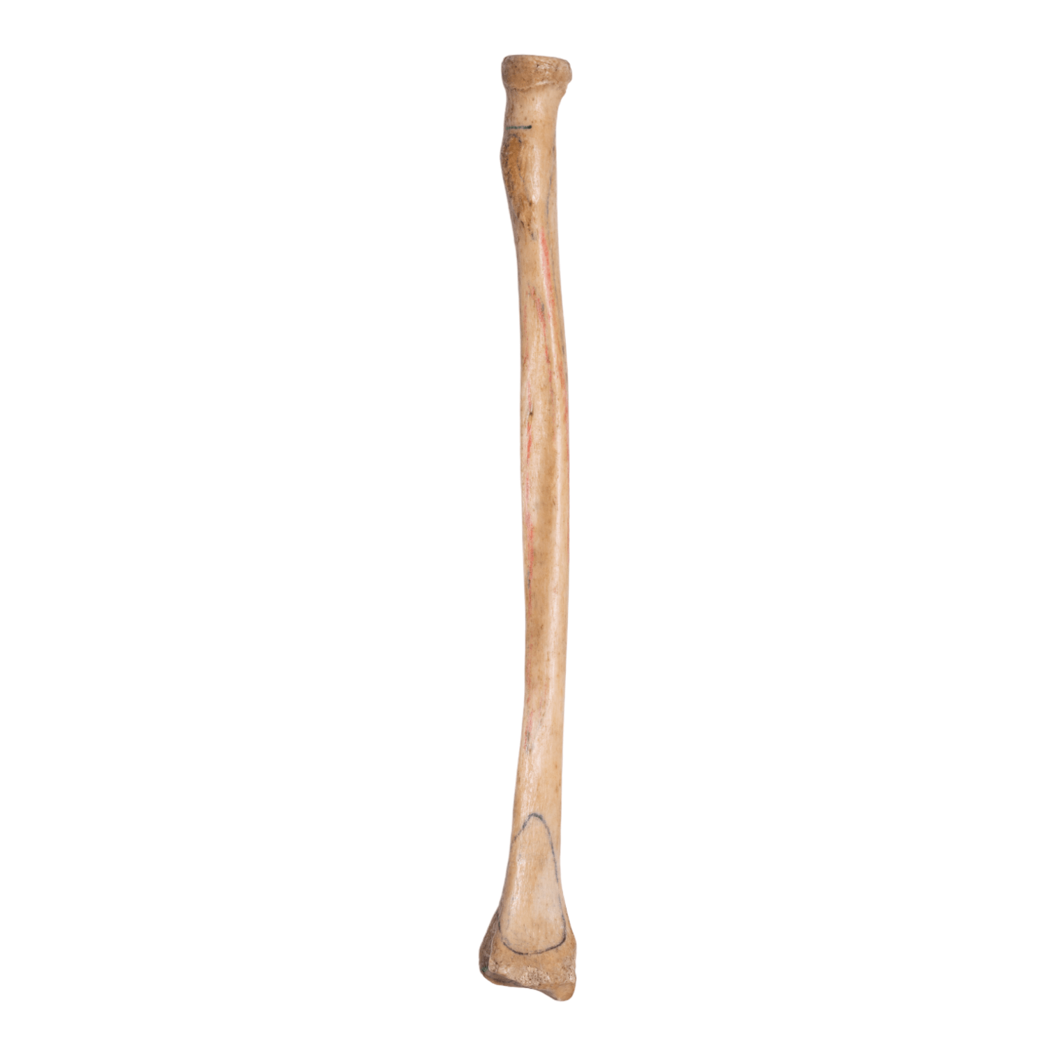 Real Human Radius - Antique — Skulls Unlimited International, Inc.