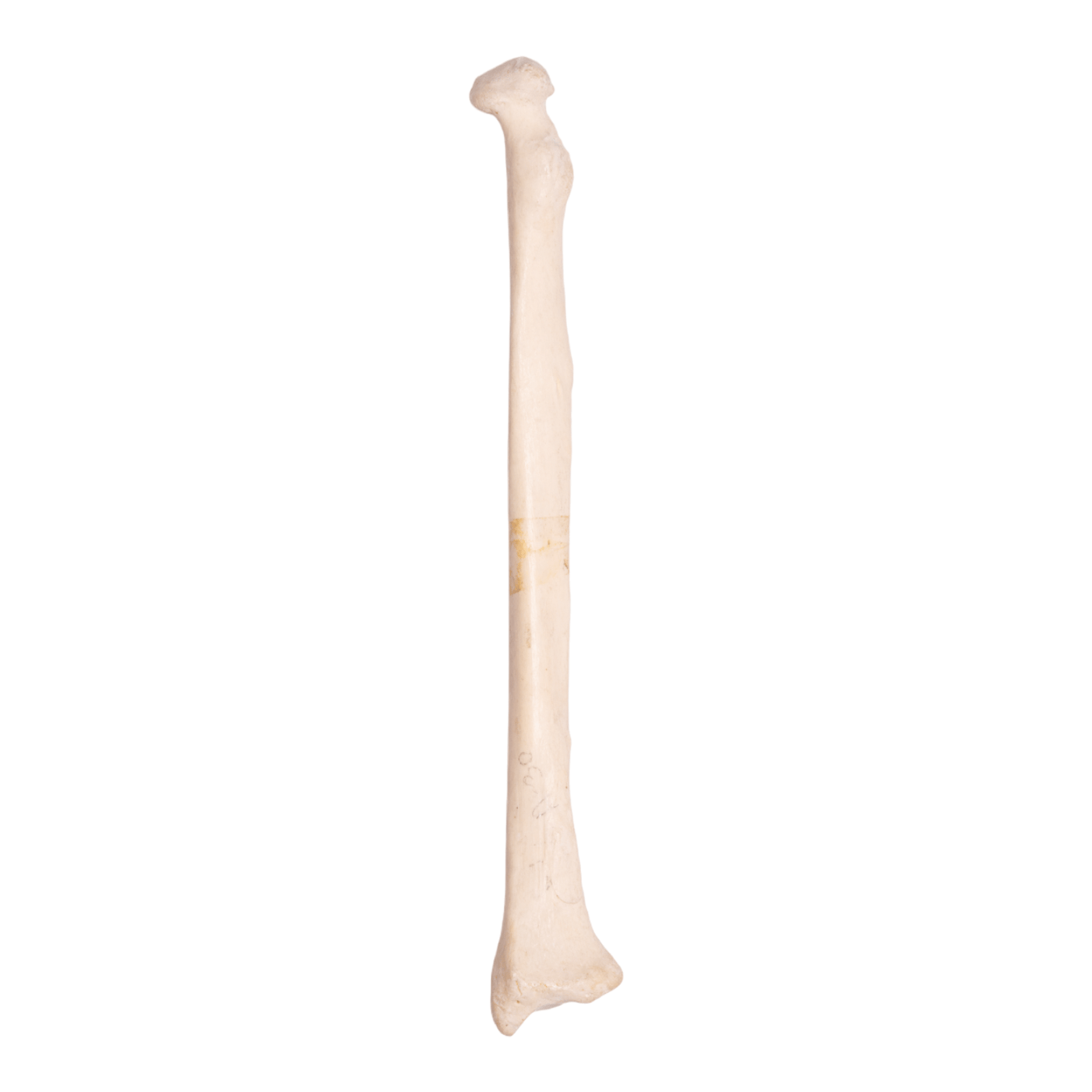 Real Human Radius - Antique — Skulls Unlimited International, Inc.