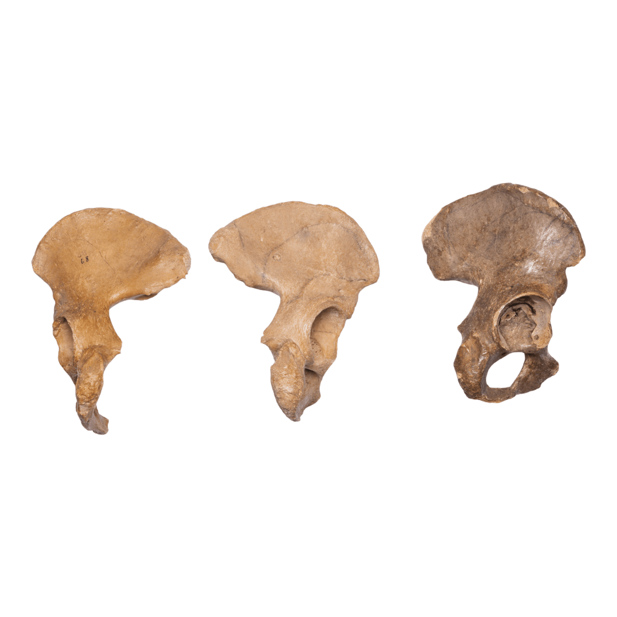 Real Human Ilium - Antique For Sale — Skulls Unlimited International, Inc.