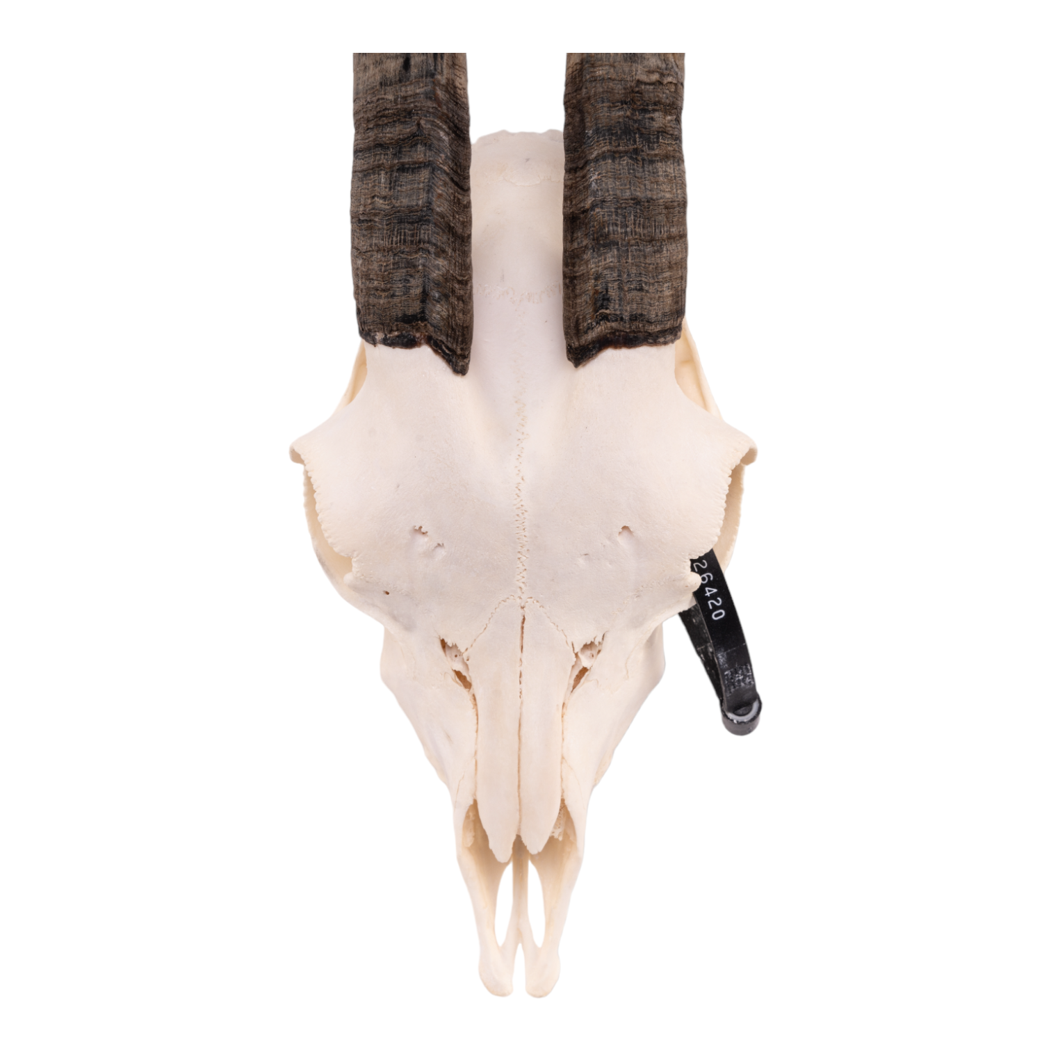 Goat Skull Front