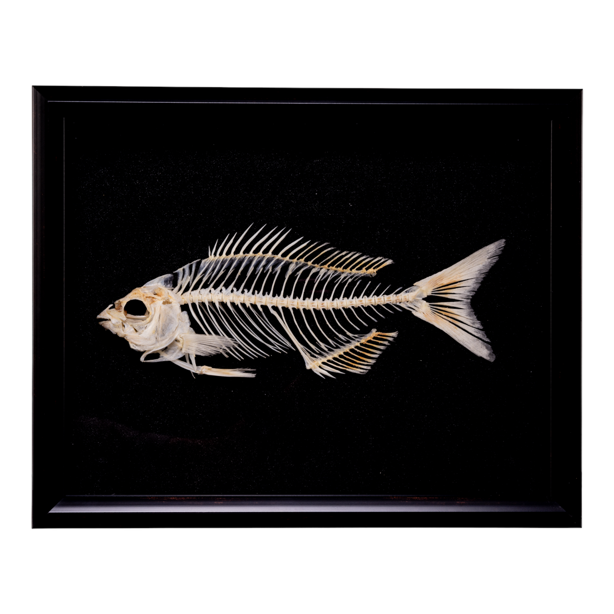 Tuna Fish Skeleton Anatomy