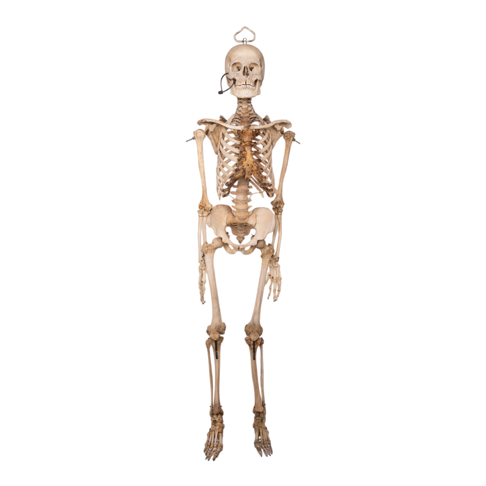 Full Picture Real Human Body