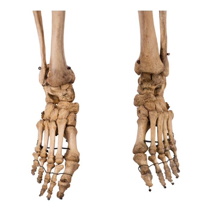 Real Human Skeleton Feet