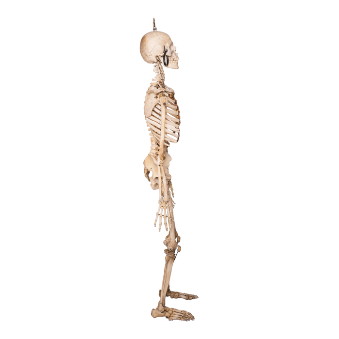 Real Full Skeleton