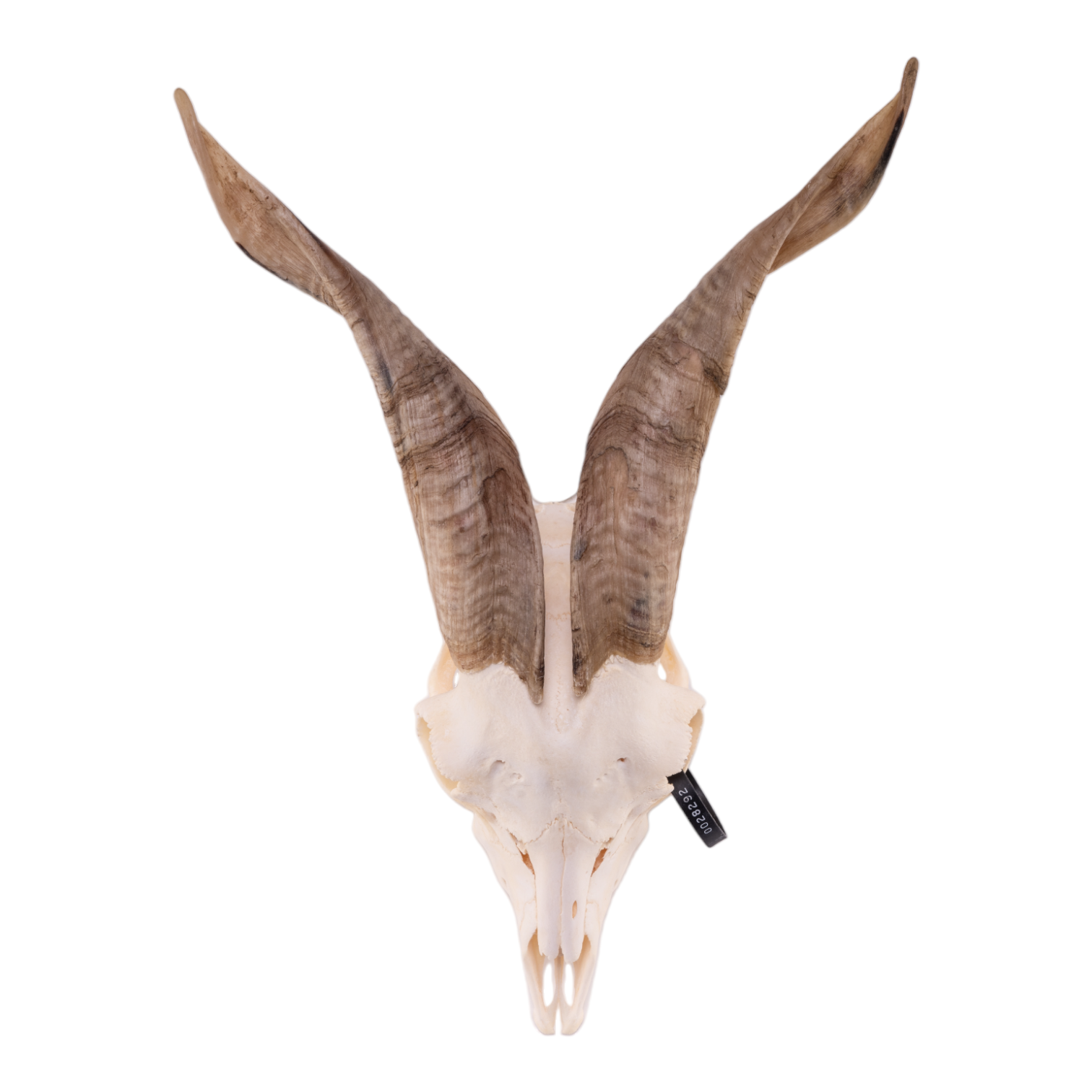 Female Mountain Goat Skull