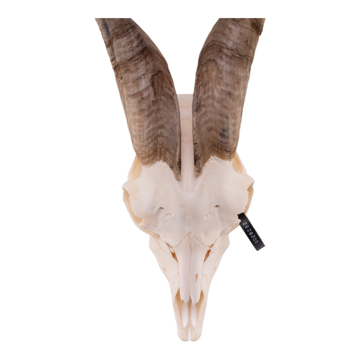 Mountain Goat Skull