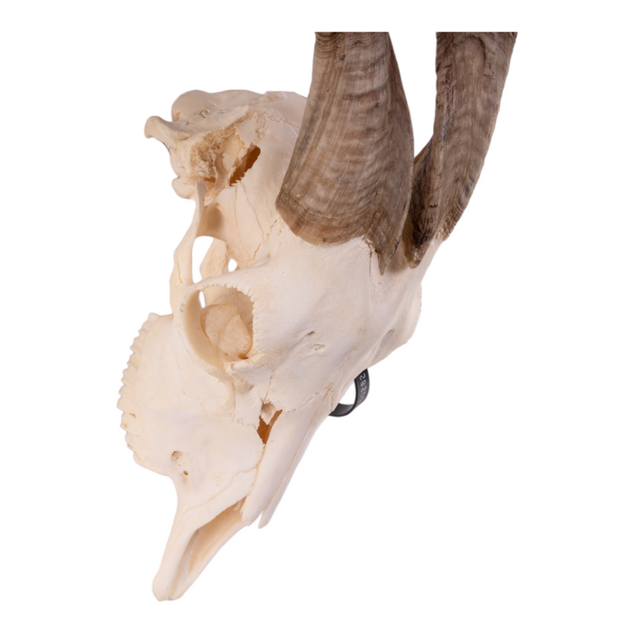 Goat Skull Front