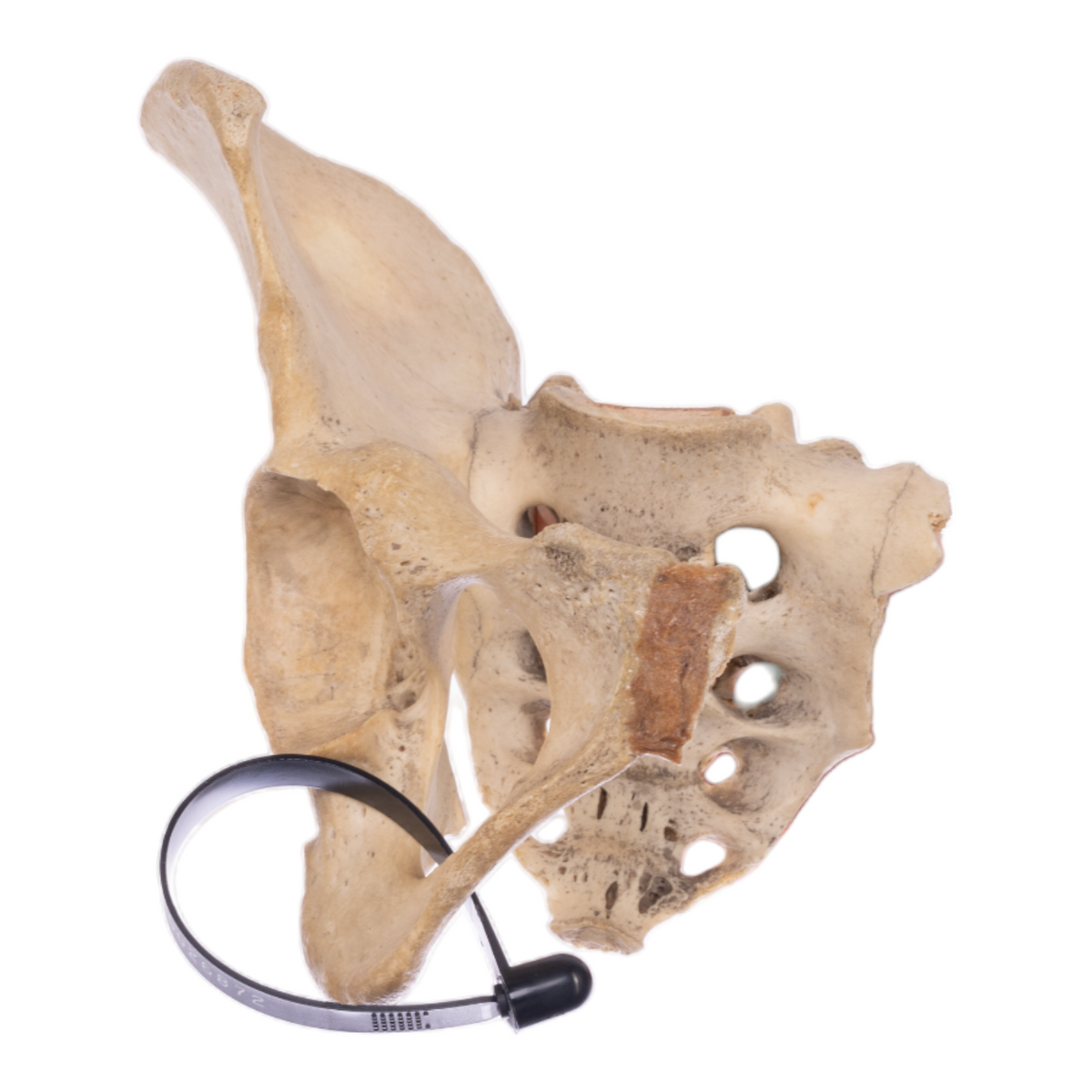 Real Human Ilium and Sacrum For Sale — Skulls Unlimited International, Inc.