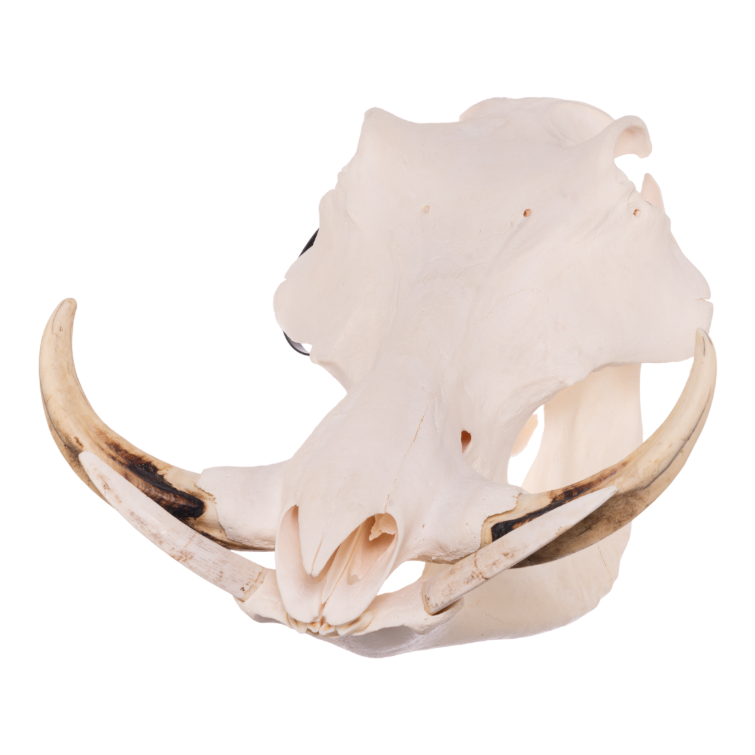 Warthog Skull Mount