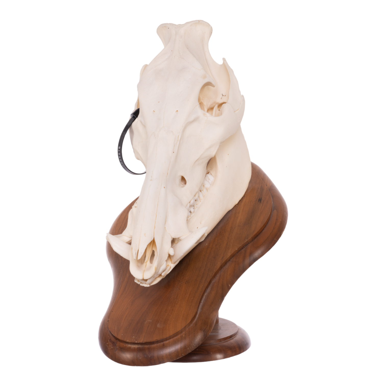 Boar Skull Mount