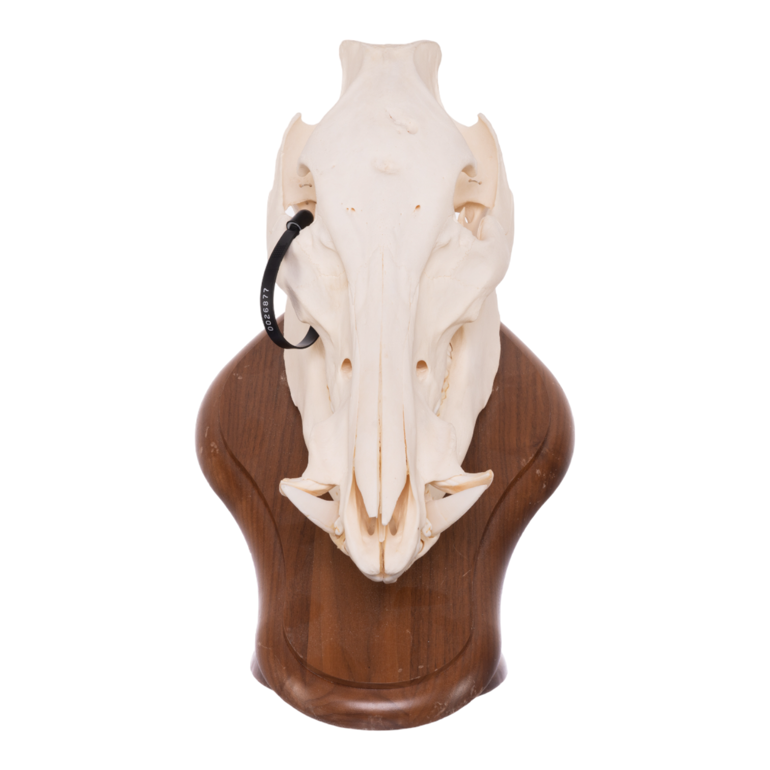 Real Domestic Pig Skull On Plaque — Skulls Unlimited International, Inc.