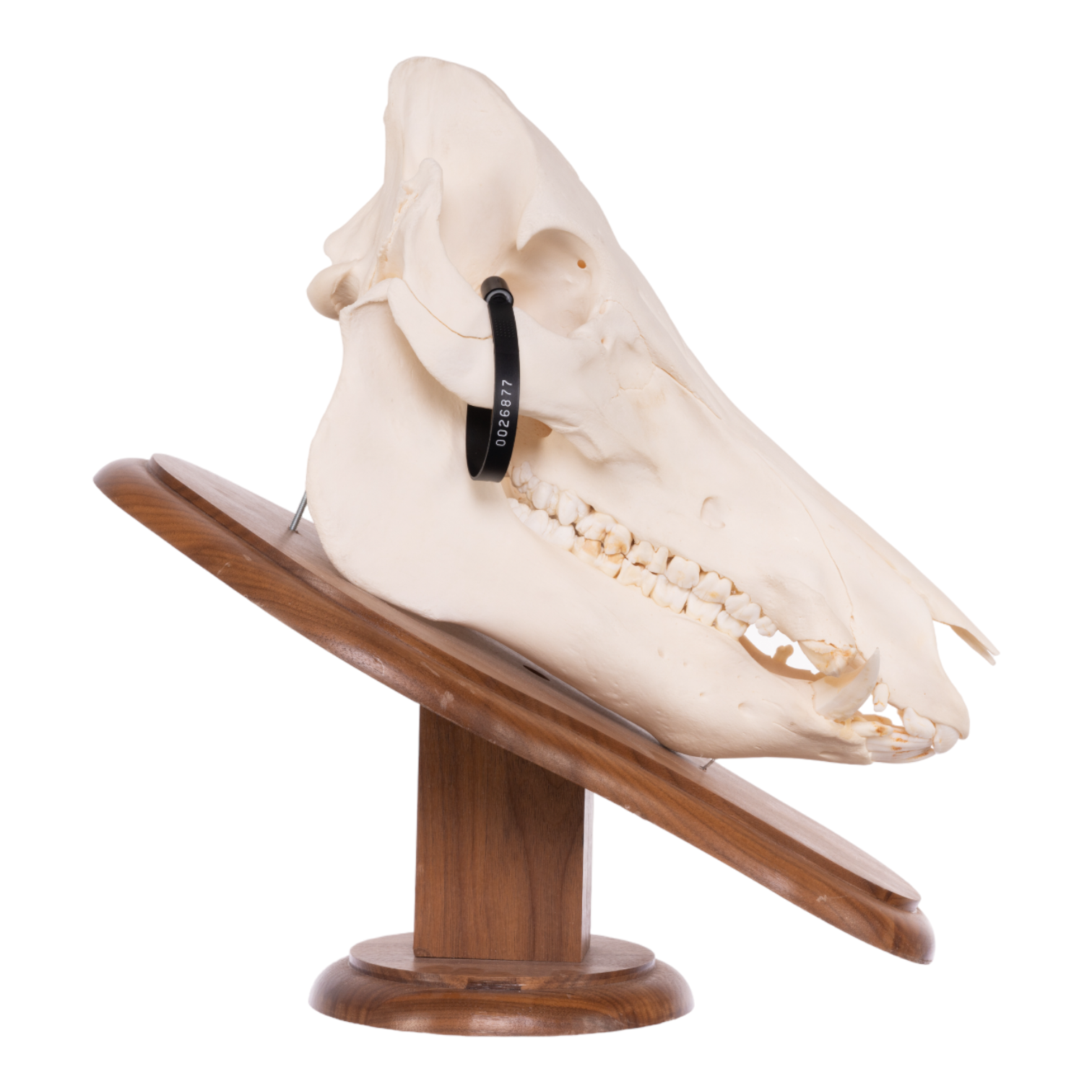 Real Domestic Pig Skull On Plaque For Sale — Skulls Unlimited ...