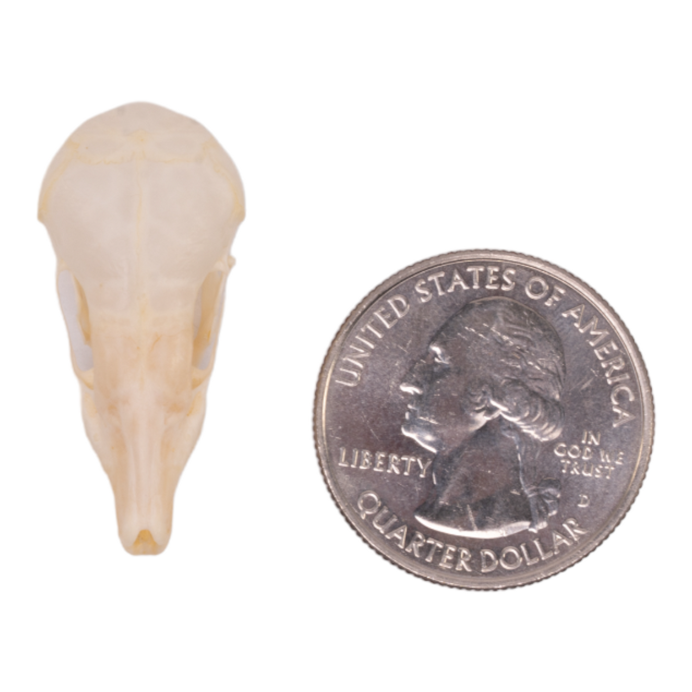 Real Broad-footed Mole Skull For Sale — Skulls Unlimited International ...