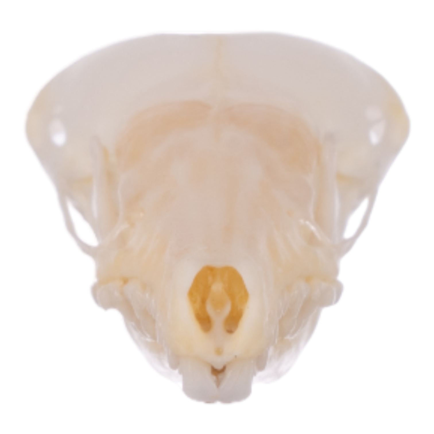 Real Broad-footed Mole Skull For Sale — Skulls Unlimited International ...