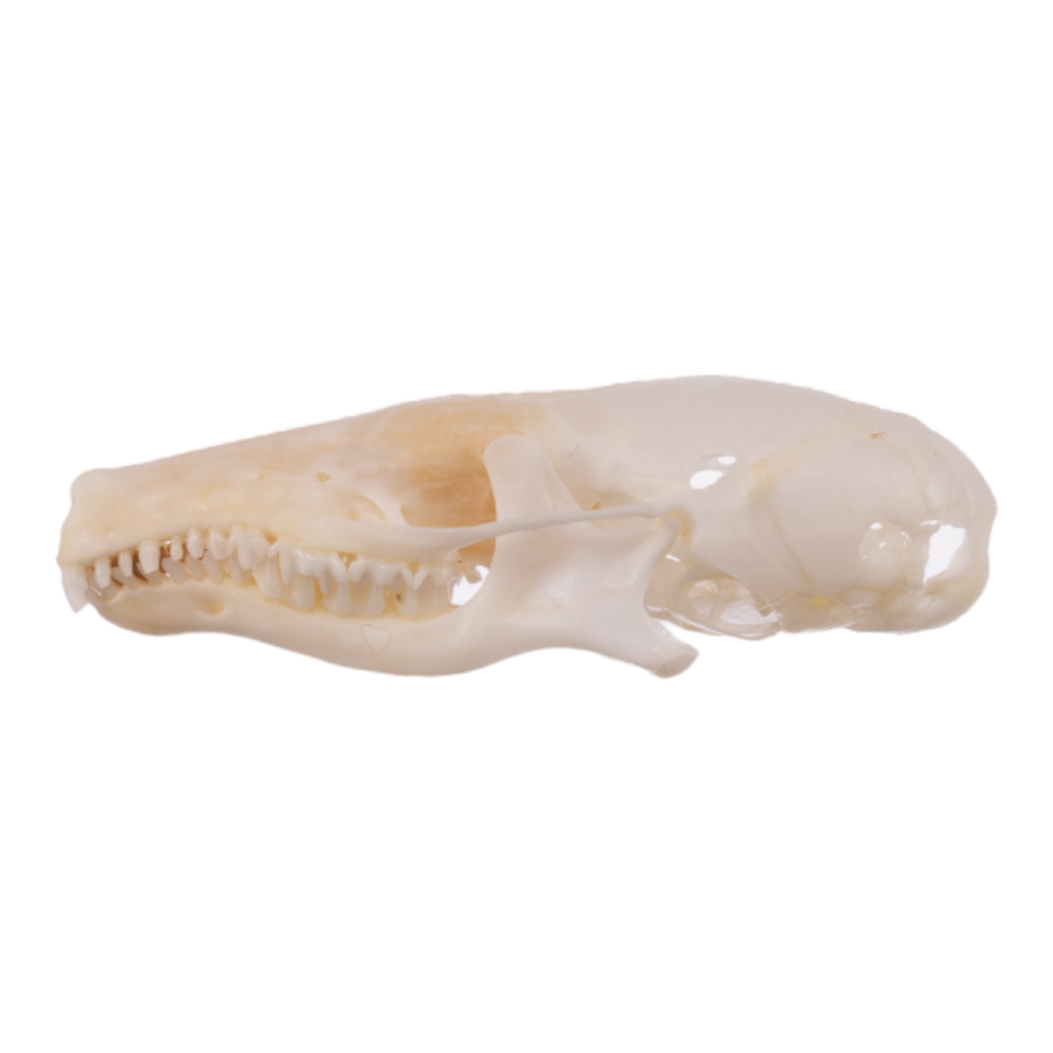 Real Broad-footed Mole Skull For Sale — Skulls Unlimited International ...