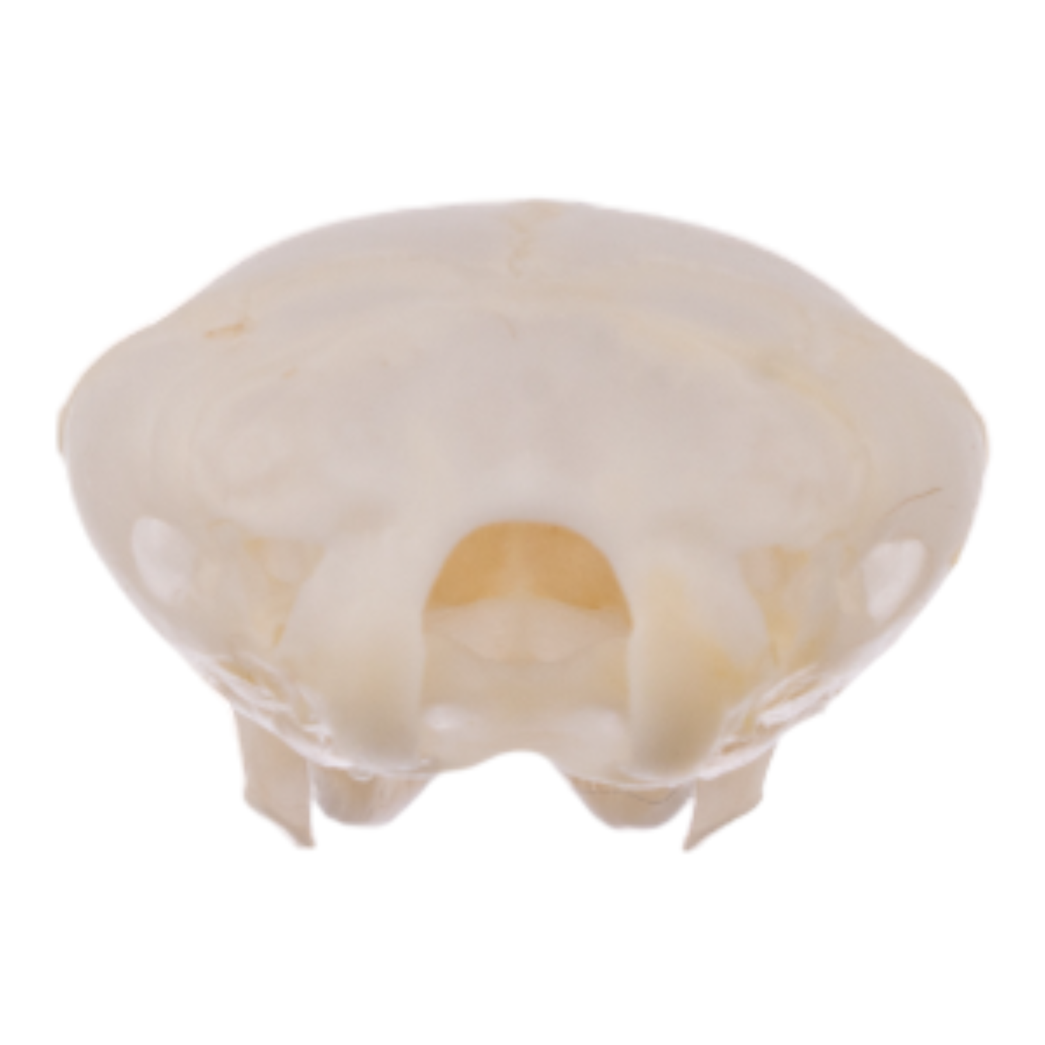 Real Broad-footed Mole Skull For Sale — Skulls Unlimited International ...