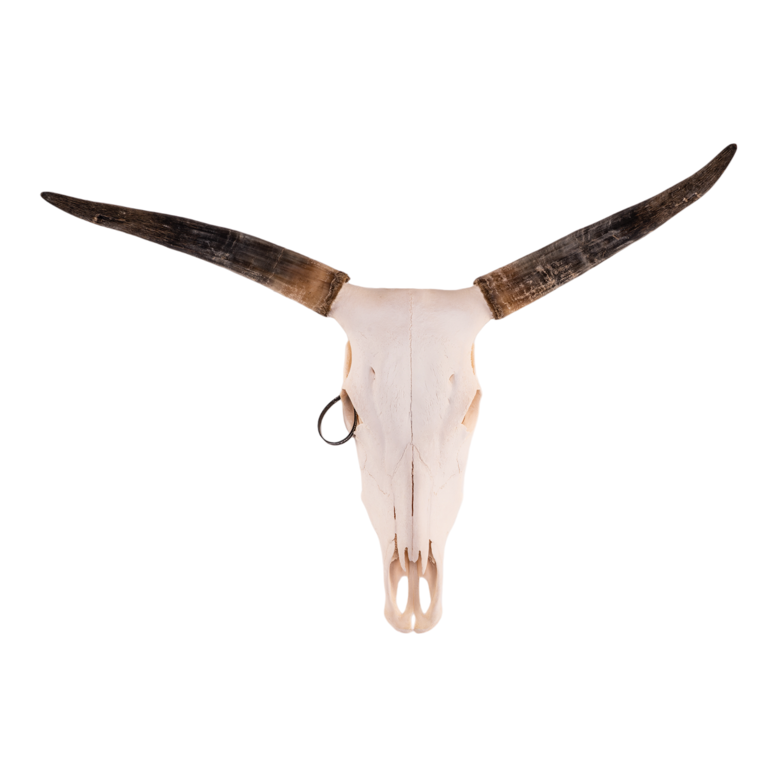 Longhorn Bull Head Skull