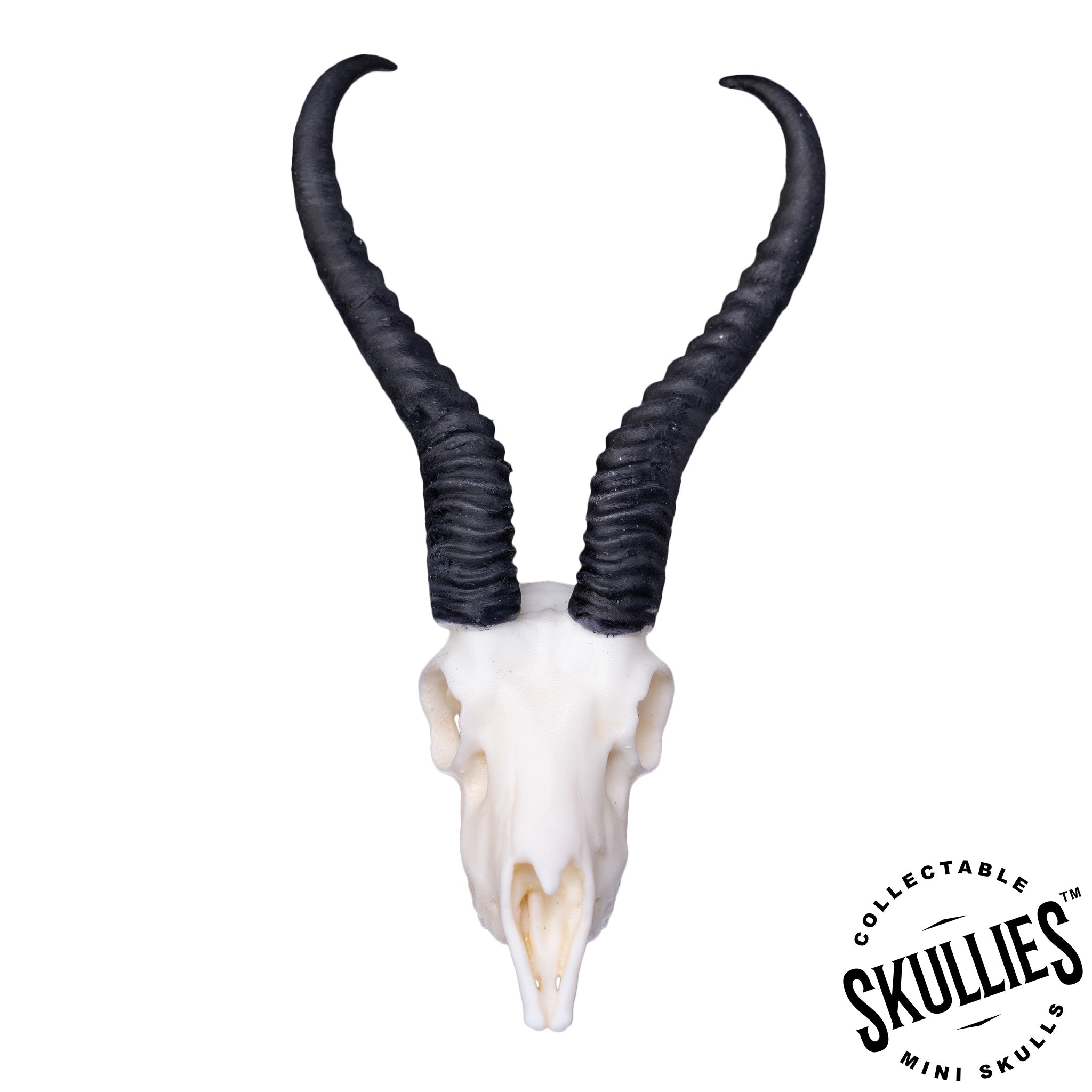 Springbok Skull