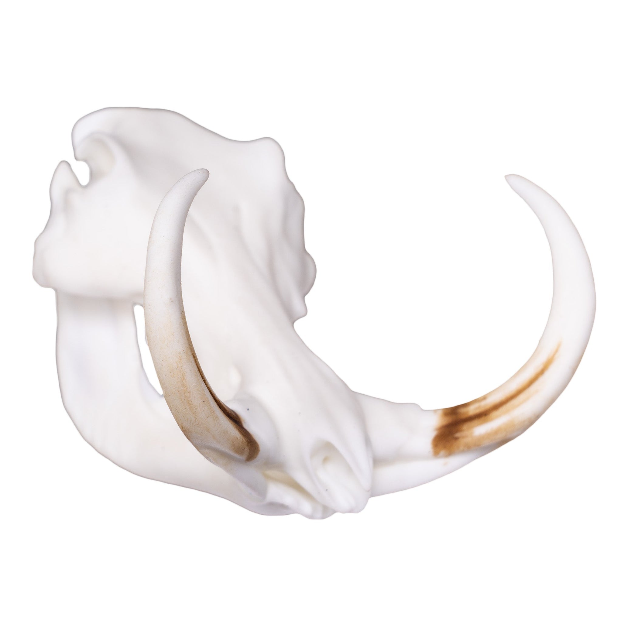 SKULLIES - Miniature Warthog Skull For Sale — Skulls Unlimited ...