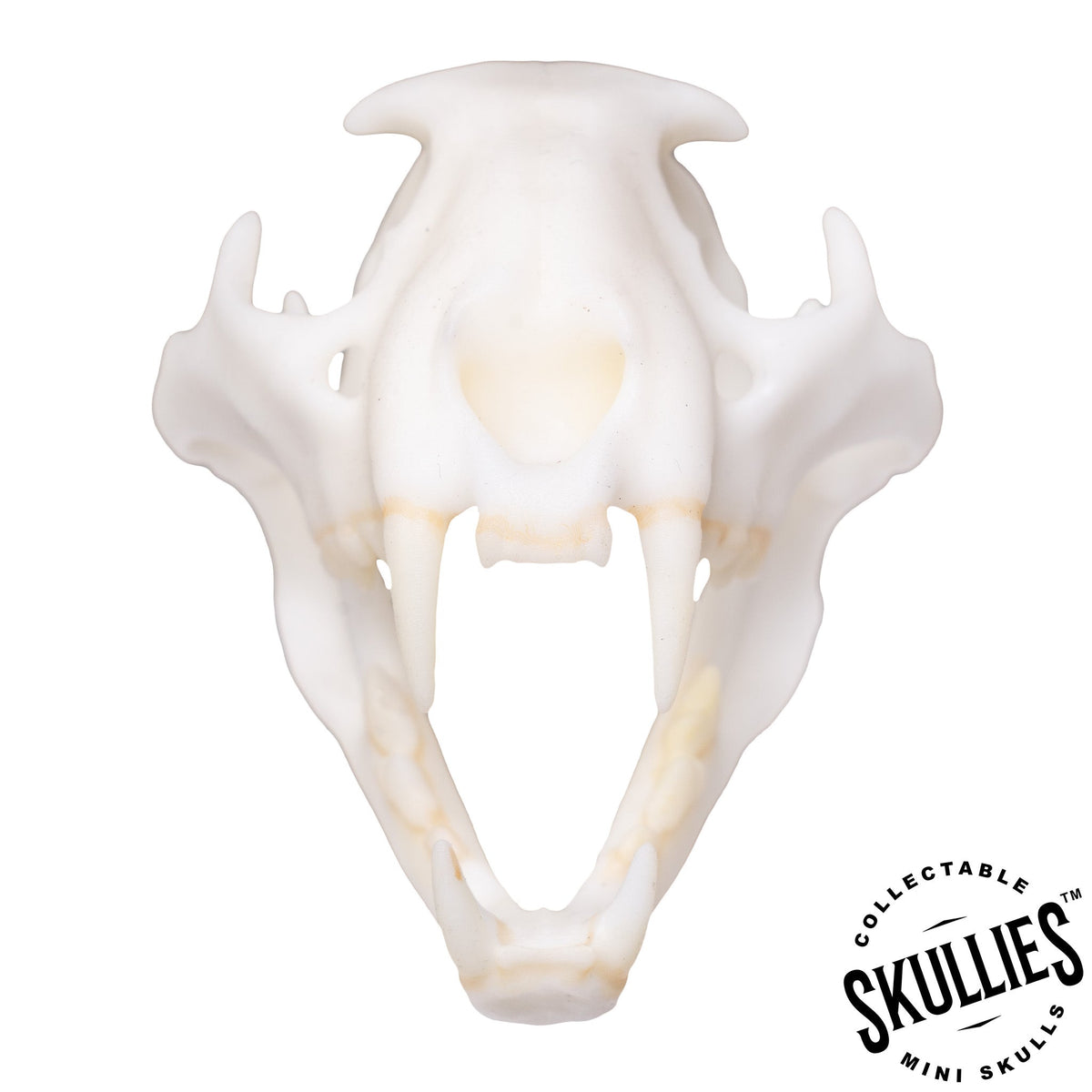 SKULLIES - Miniature Leopard Skull For Sale — Skulls Unlimited ...