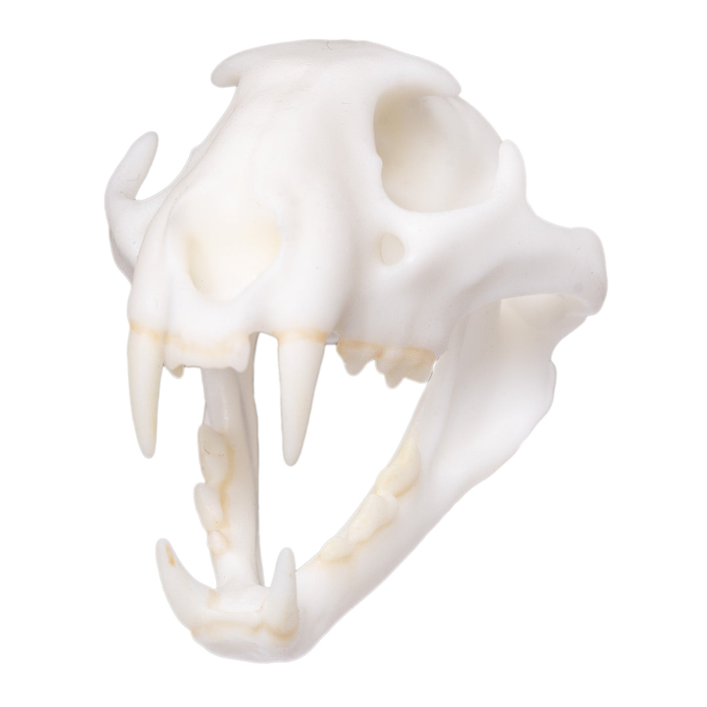 SKULLIES - Miniature Leopard Skull — Skulls Unlimited International, Inc.