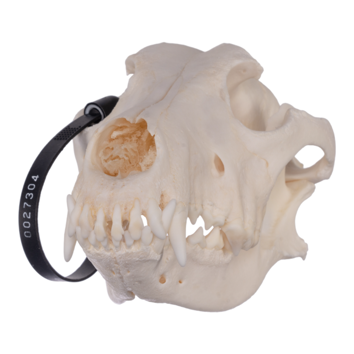 Real German Shepherd Skull For Sale — Skulls Unlimited International, Inc.