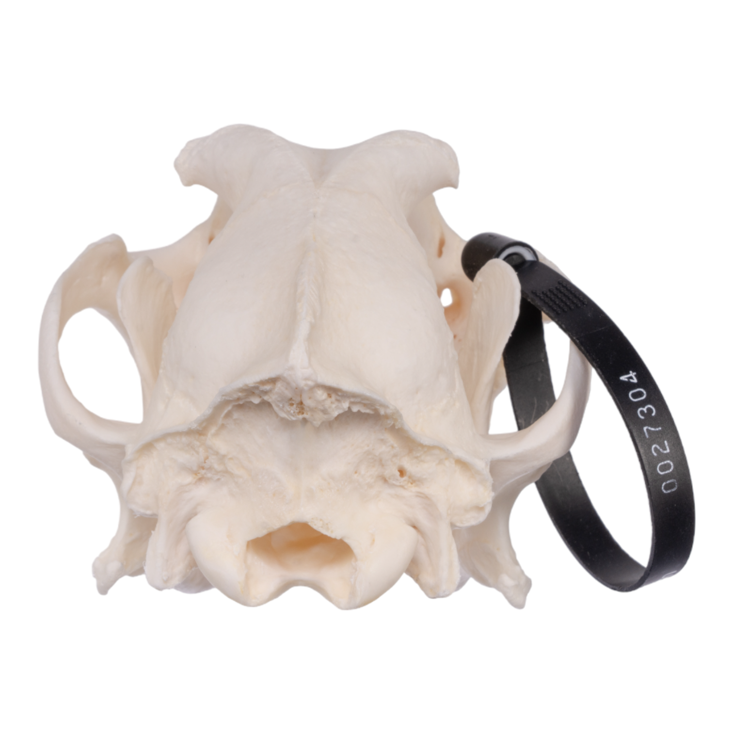 Real German Shepherd Skull For Sale — Skulls Unlimited International, Inc.