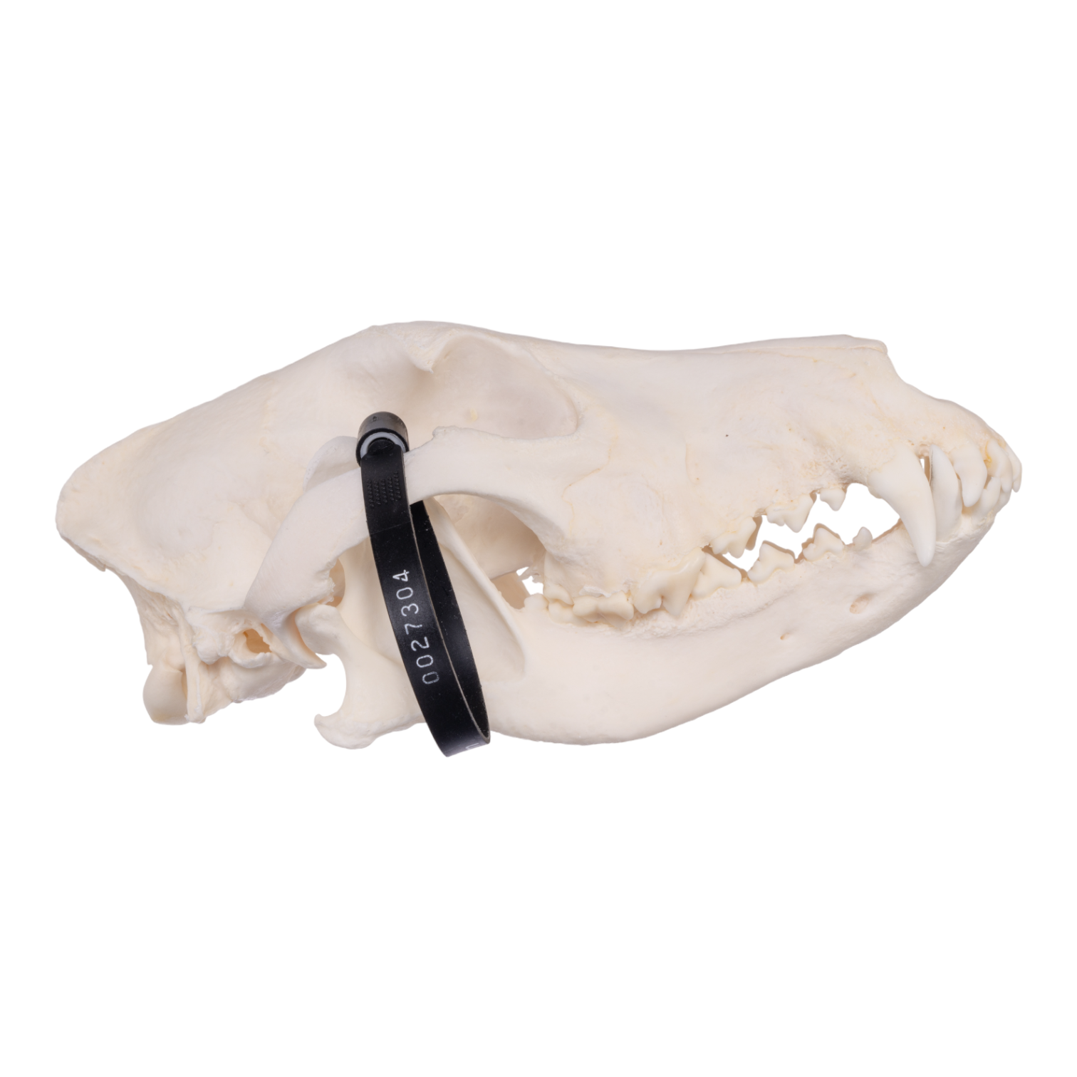 Real German Shepherd Skull For Sale — Skulls Unlimited International, Inc.
