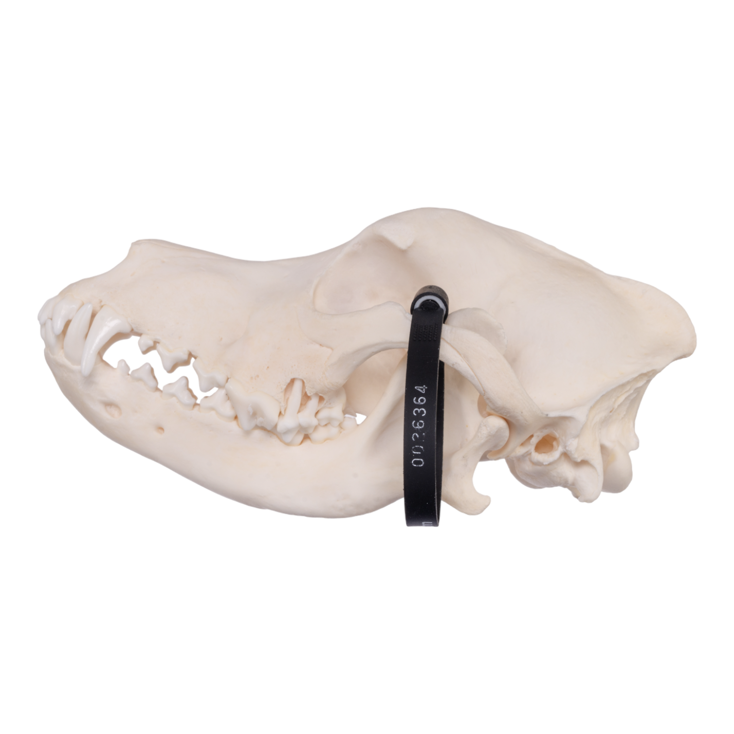 Real Husky Skull For Sale — Skulls Unlimited International, Inc.
